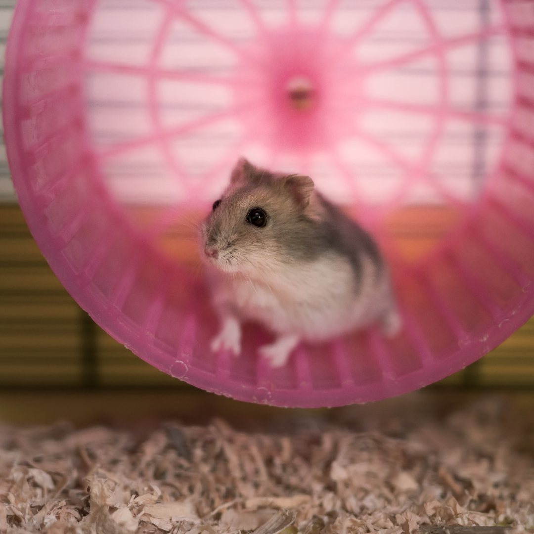 “Shopping Guide: The Best Exercise Wheels for Hamsters” – VistavieVivien