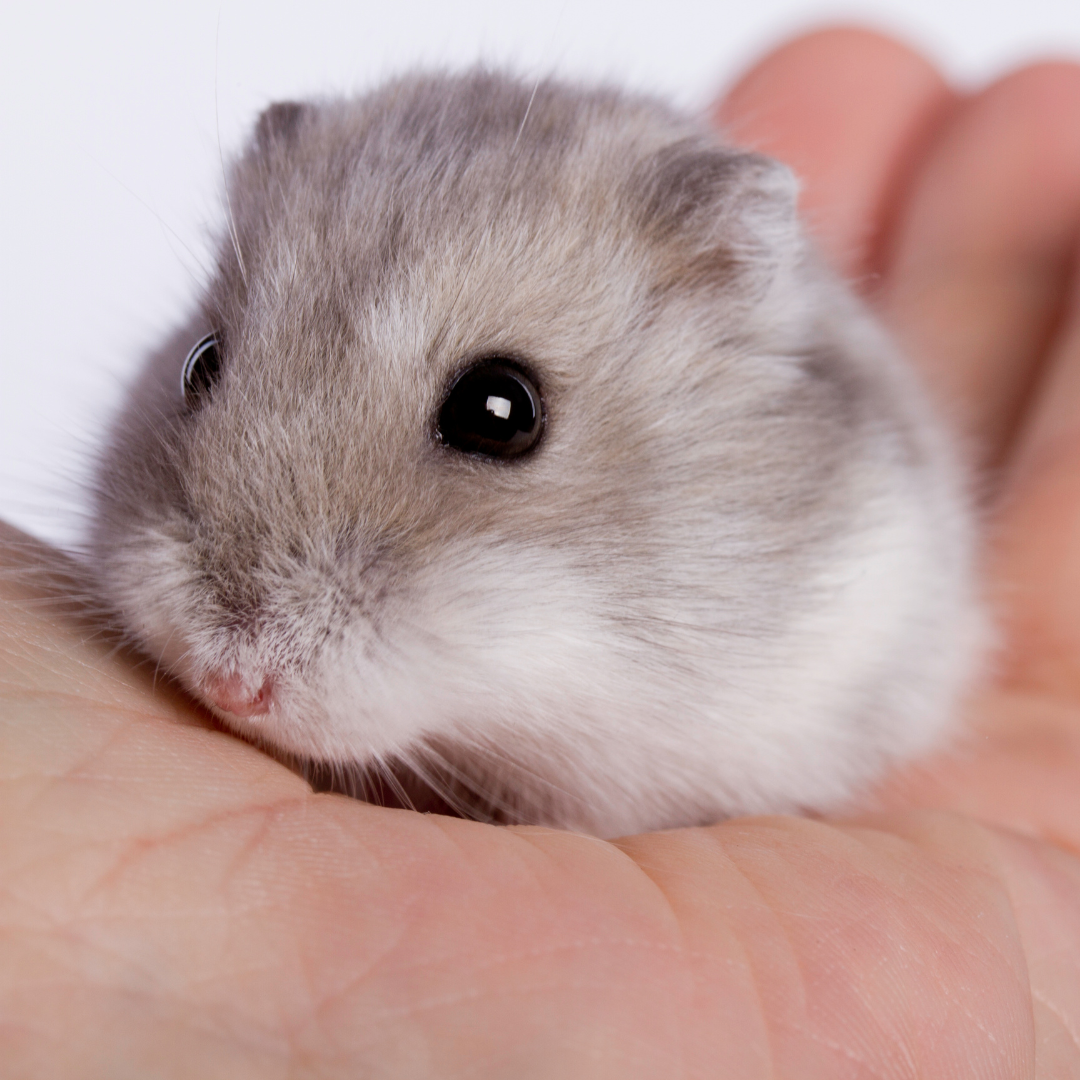 How to Tame a Hamster: A Step-by-Step Guide – VistavieVivien