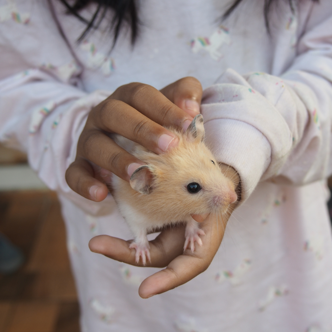 What Are Common Health Problems in Hamsters? – VistavieVivien